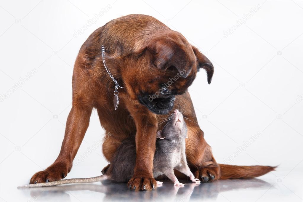 Raza de perro Griffon Brabanson y Rata gris 2025