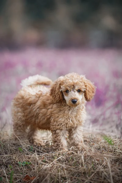 Red toy poodle Stock Photos & Royalty-Free Images | Depositphotos