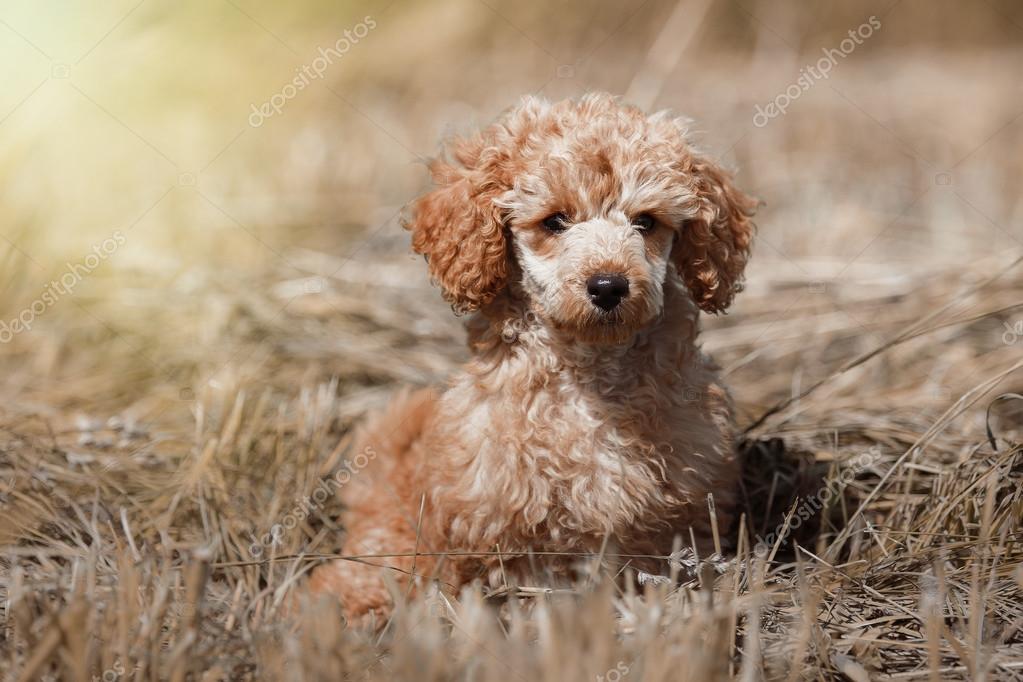 Red toy poodle puppy — Stock Photo © averyanova #77676860