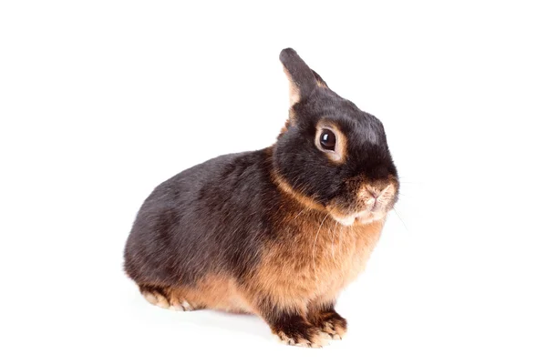 Rabbit (rear view) — Stock Photo © FotoJagodka #5278723