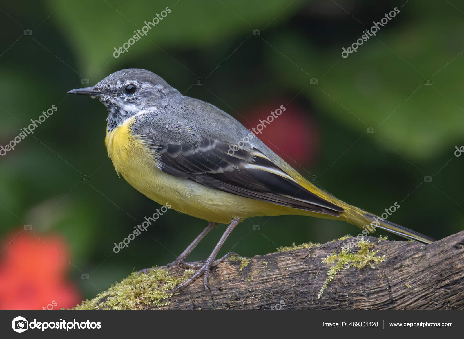 Grey Wagtail