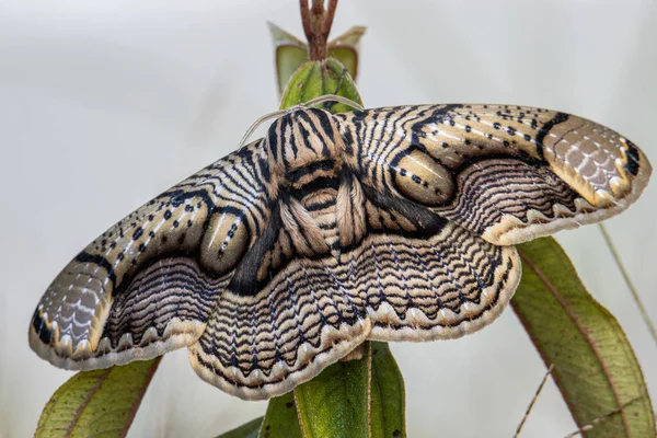 Brahmin moth Stock Photos, Royalty Free Brahmin moth Images | Depositphotos