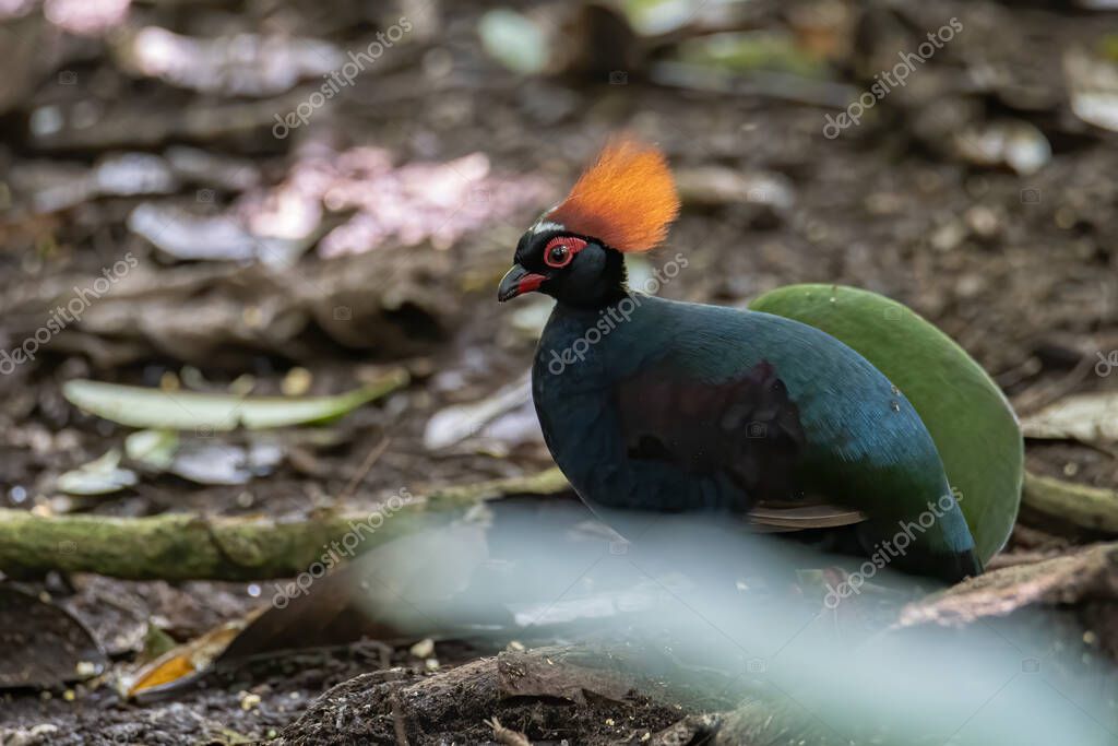 Una perdiz de cresta (Rollulus rouloul) también conocida como la perdiz ...