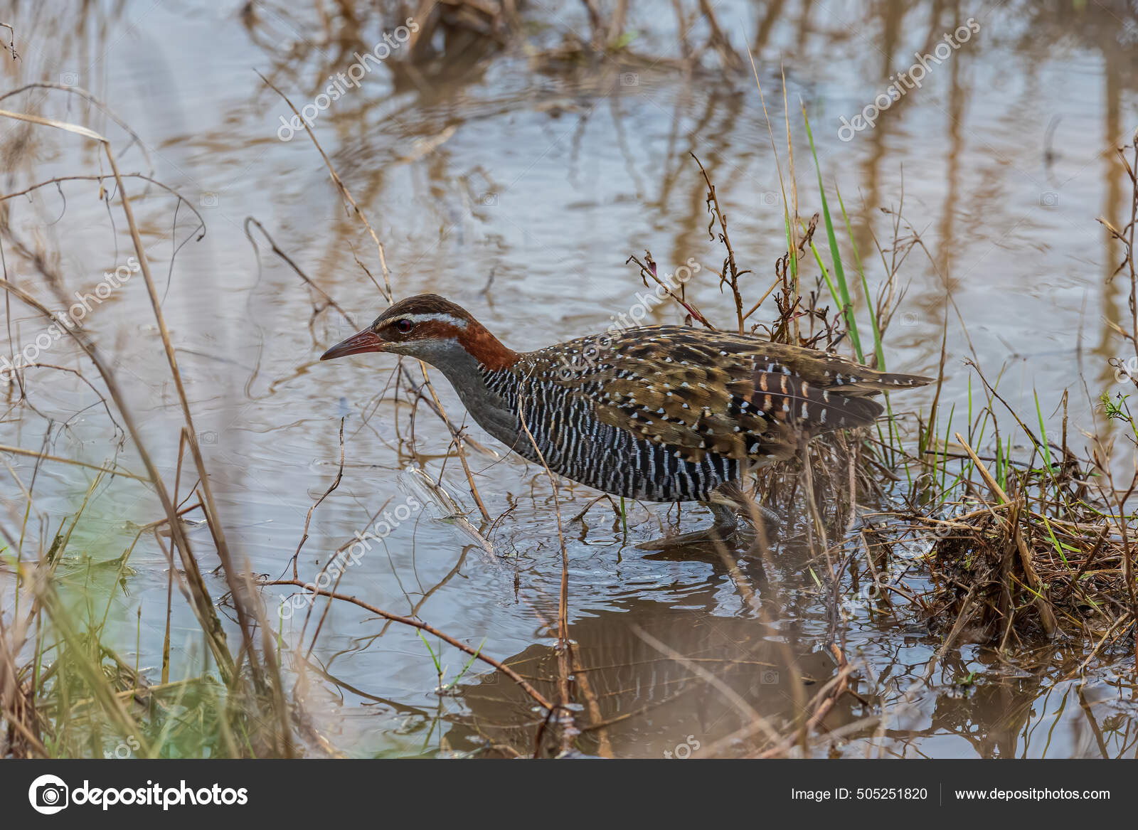 Nature Wildlife Image Buff Banded Rail Bird Paddy Filed — Stock Photo ...