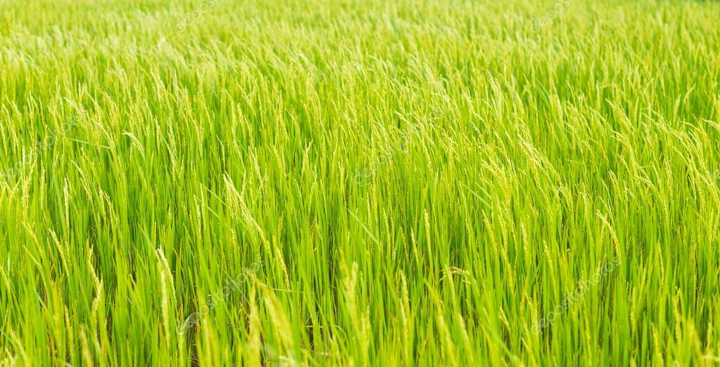 Green rice crop background Stock Photo by ©fbxx 60346581