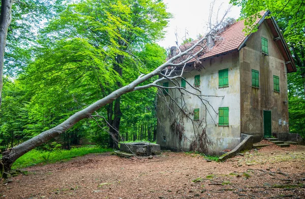 Broken tree house Stock Photos, Royalty Free Broken tree house Images ...