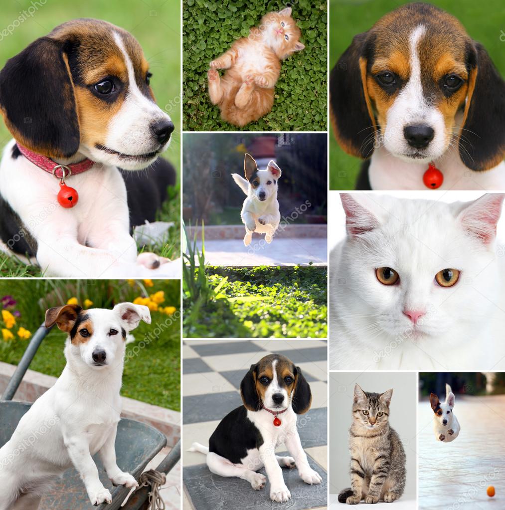 Collage de diferentes mascotas lindas — Foto de stock #53554409 ...