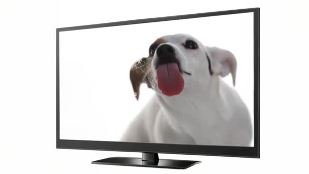 66 Dog licking screen Videos, Royalty-free Stock Dog licking screen ...