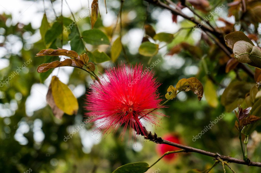 Powder puff tree flower — Stock Photo © OKGraphic #92190814