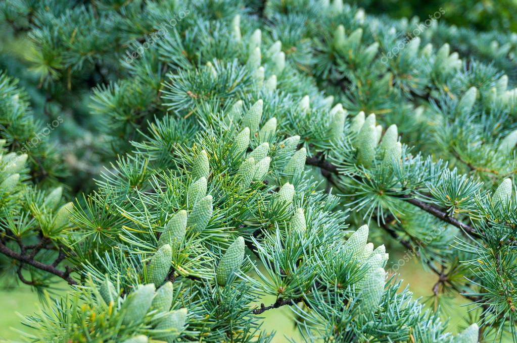 Green pine tree cones in spring — Stock Photo © OKGraphic #97222970