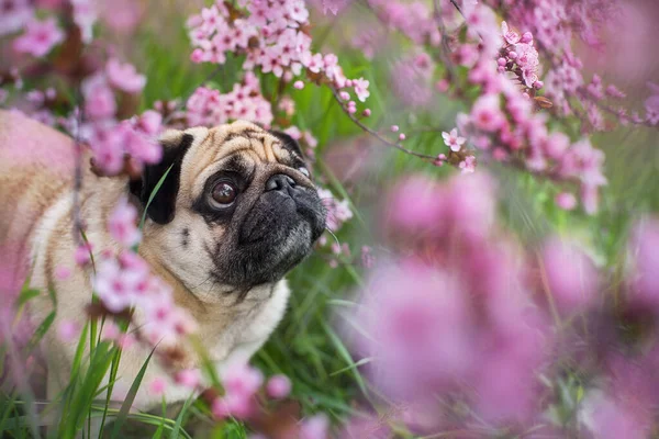 Dog sniffing plants Stock Photos, Royalty Free Dog sniffing plants ...