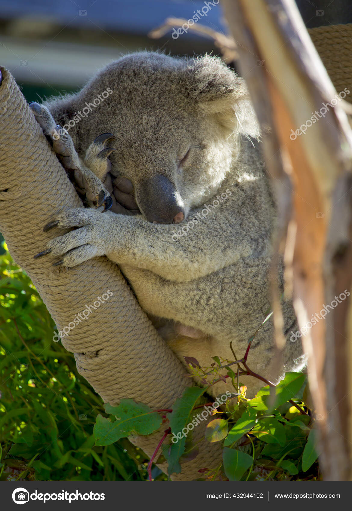 Baby Koala Bear Sleeping