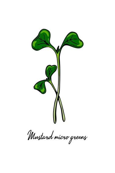 Hand Drawn Sunflower Micro Greens Vector Illustration Sketch Style ...