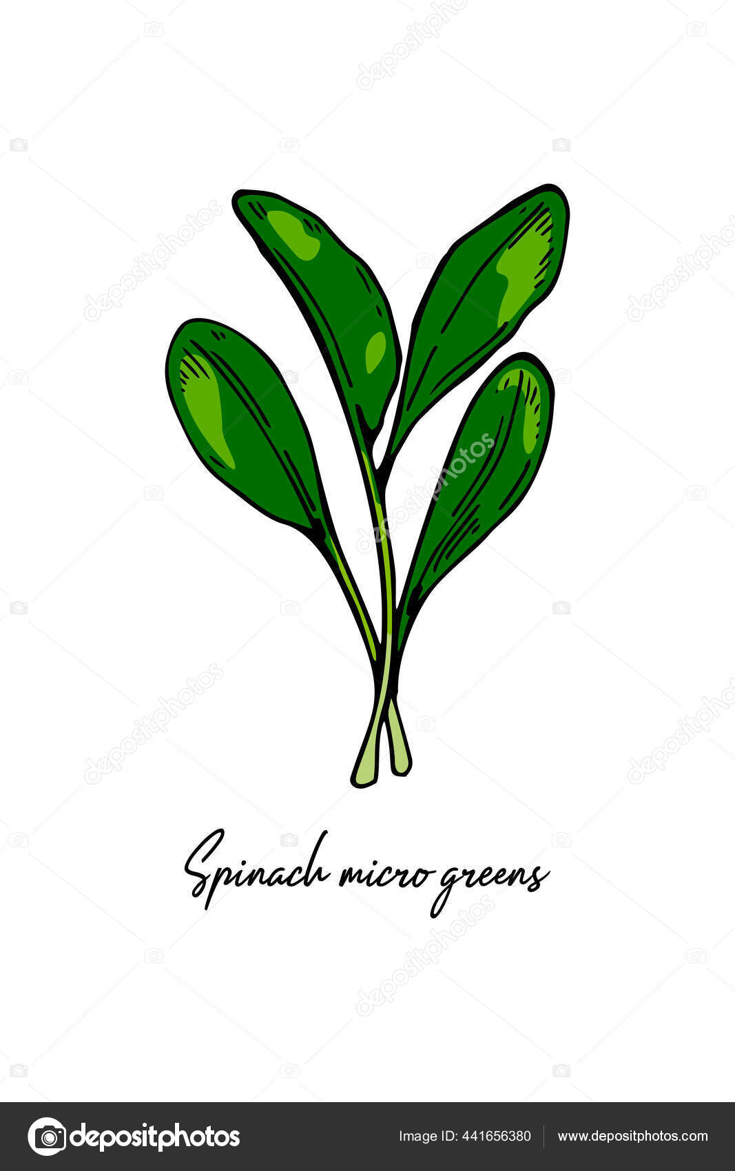 Hand Drawn Spinach Micro Greens Vector Illustration Colored Sketch ... Hand Drawn Spinach Micro Greens Vector Illustration Colored Sketch ...