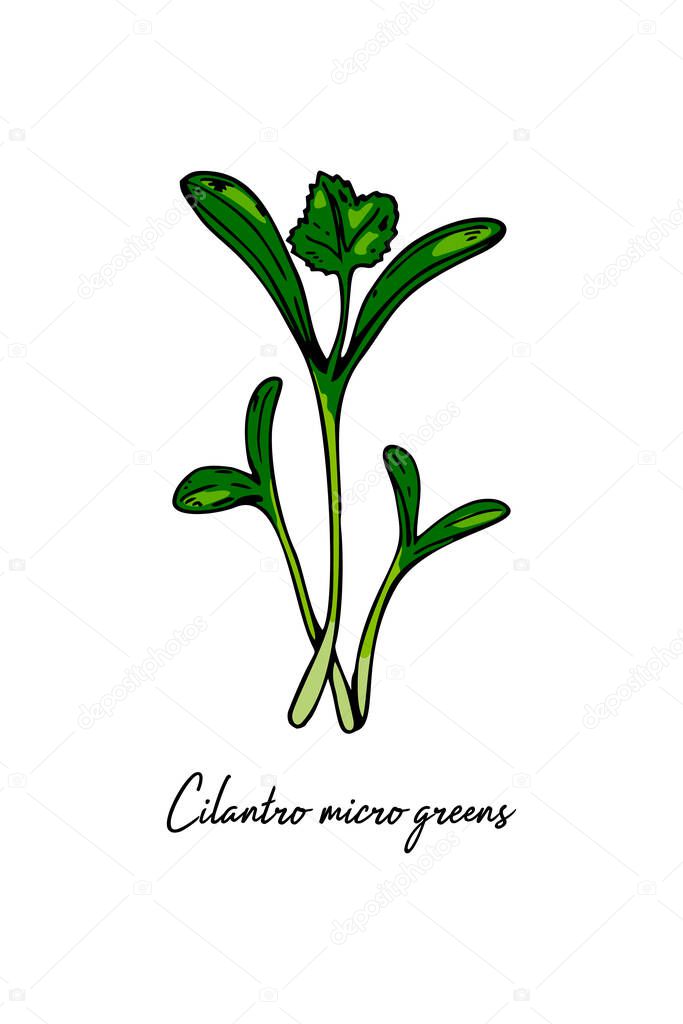 Cilantro dibujado a mano micro verdes. Ilustración vectorial en estilo ...