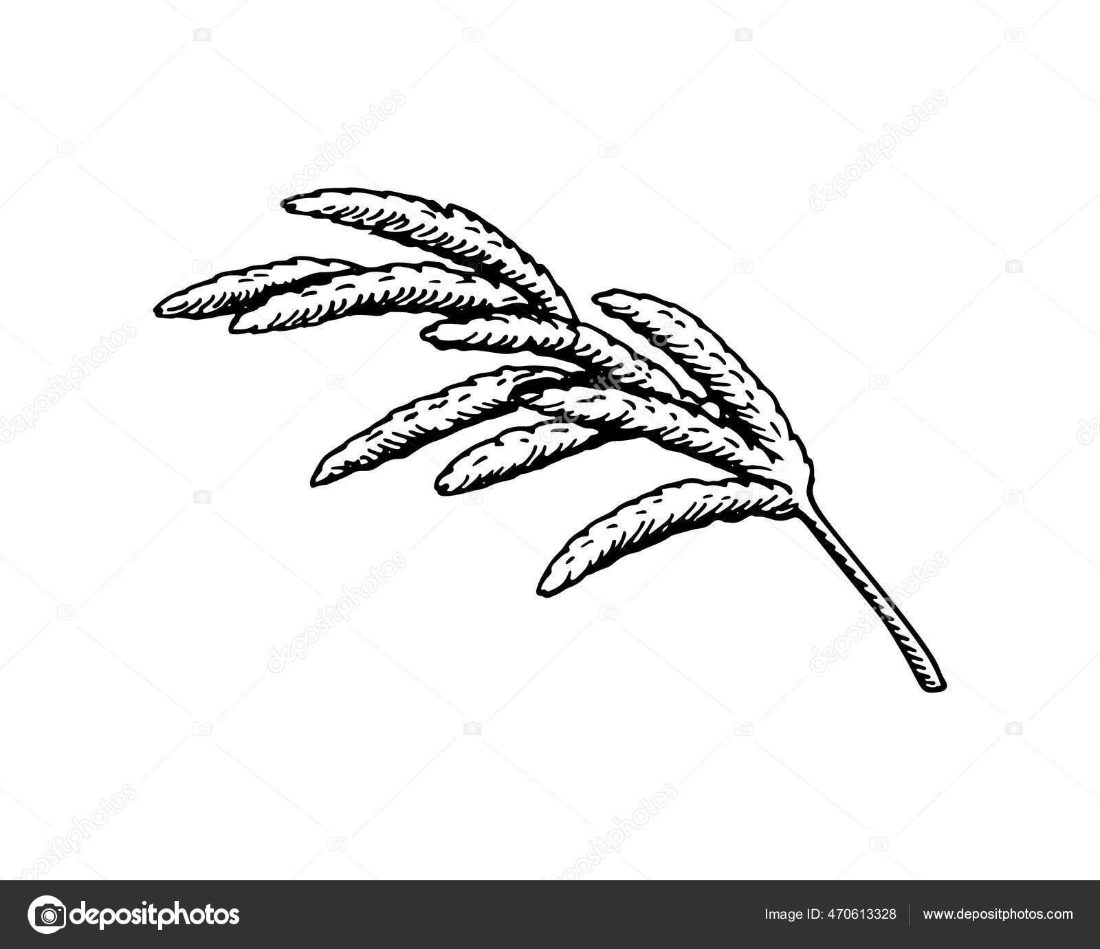 Hand Drawn Pampas Grass Isolated White Background Vector Illustration ...