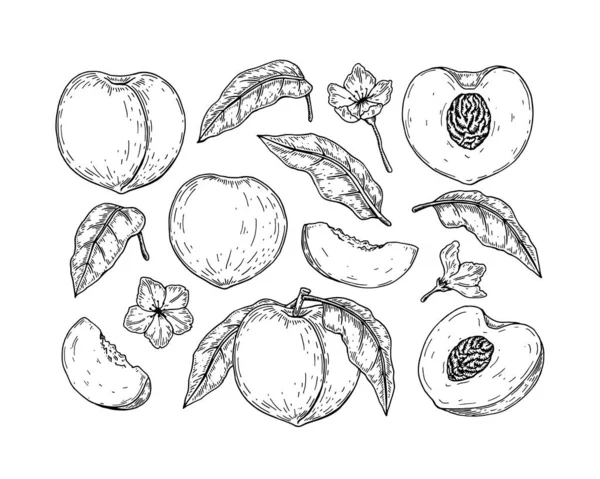 Santol Drawing