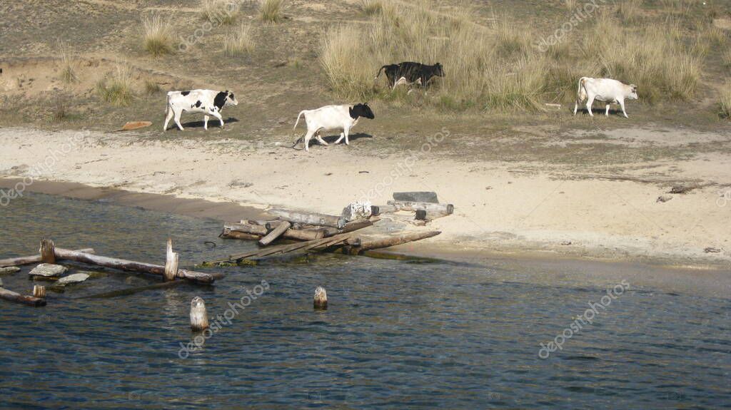 Las vacas domésticas son uno de los animales de granja más comunes en ...