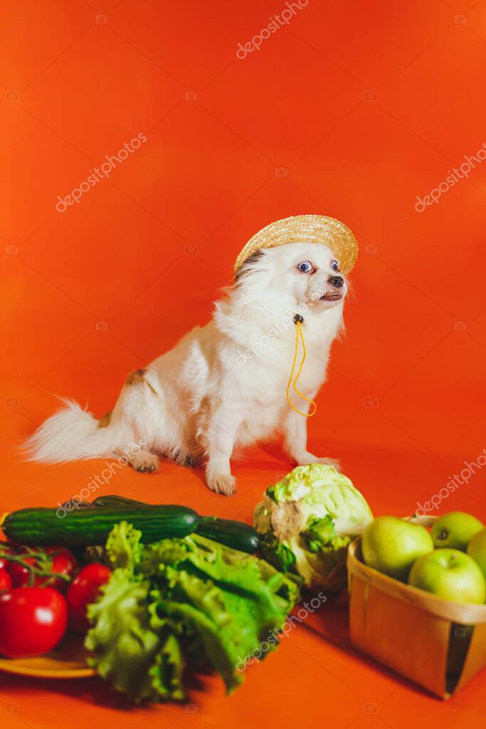 Primer plano de spitz blanco cansado con tomates, pepinos, lechuga y ...