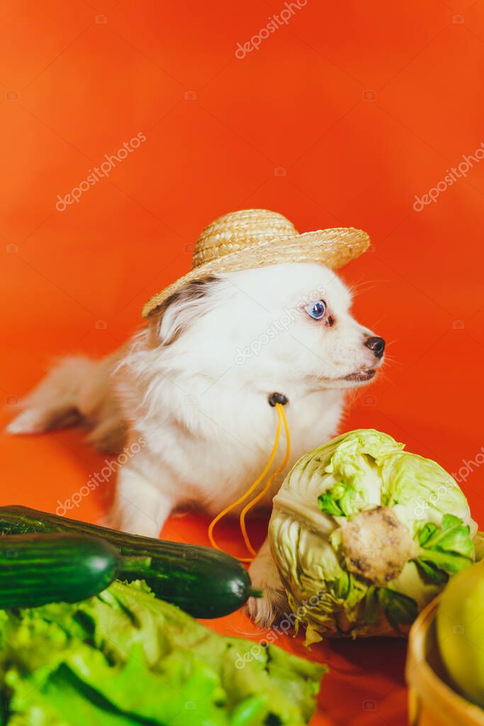 Primer plano de spitz blanco cansado con tomates, pepinos, lechuga y ...