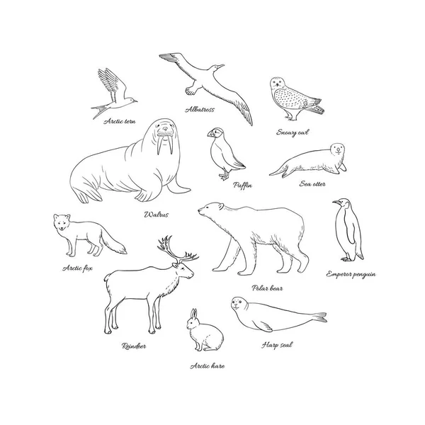 Arctic circle Vector Art Stock Images | Depositphotos