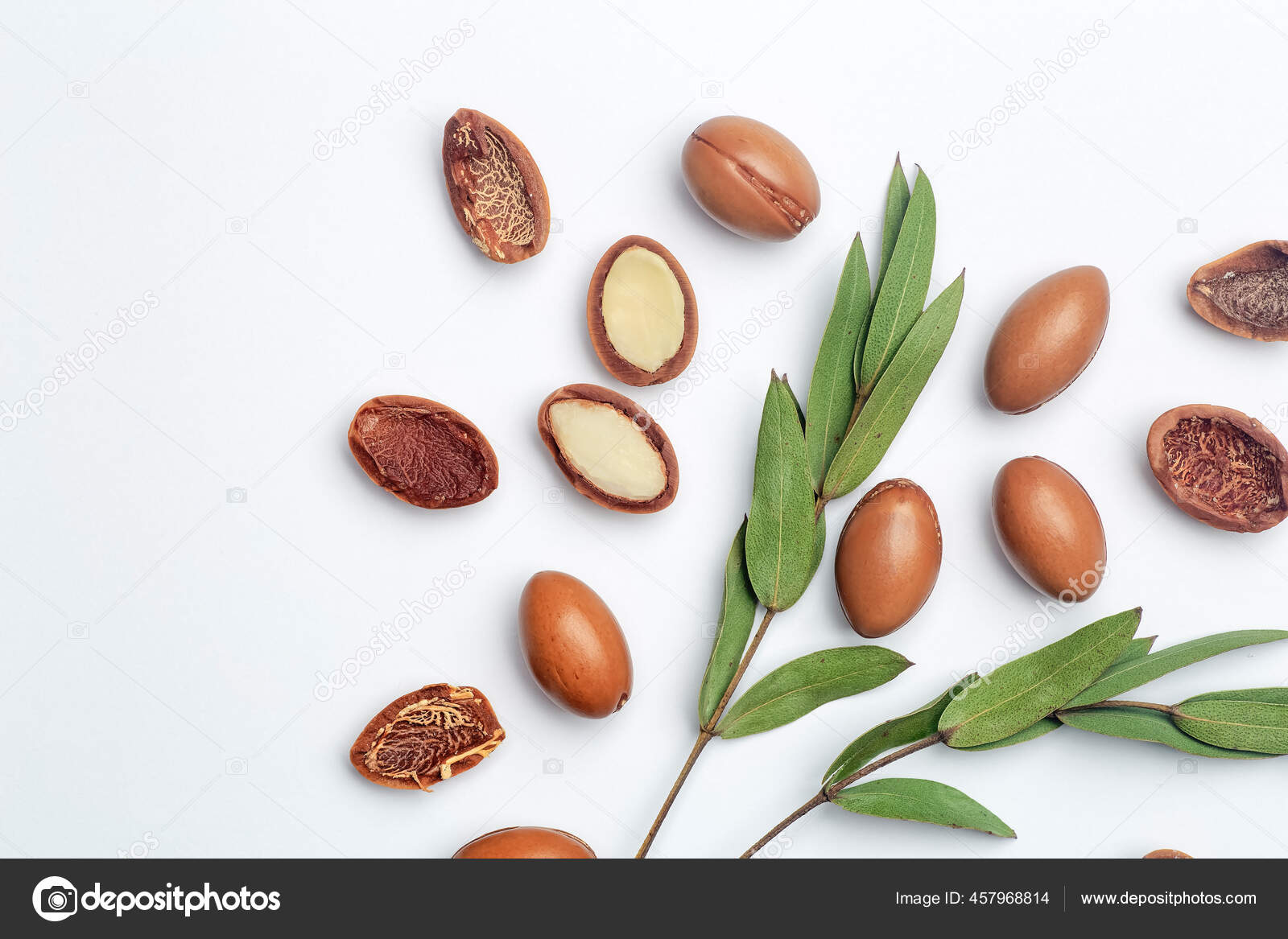 Argan Tree Nut And Leaf