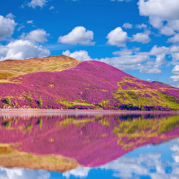 Colorful landscape scenery of Pentland hills slope covered by pu ...