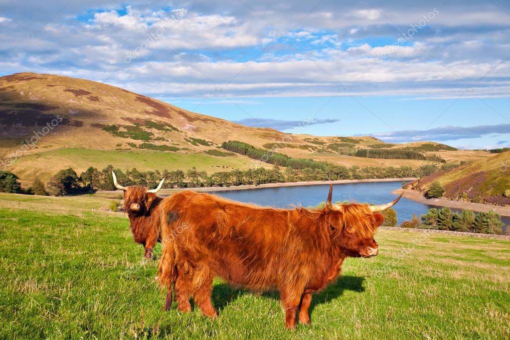Highland angus cow — Stock Photo © SergeBertasiusPhotography #53978605