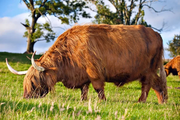 White Highland cow alias Scottish coo — Foto Stok ...