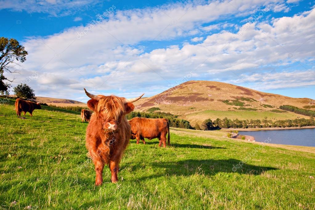 Highland angus cow — Stock Photo © SergeBertasiusPhotography #53980077