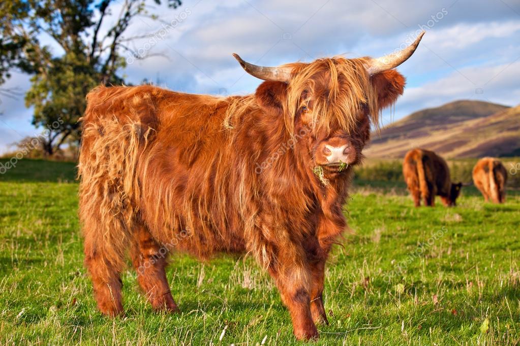 Highland angus cow — Stock Photo © SergeBertasiusPhotography #53981057