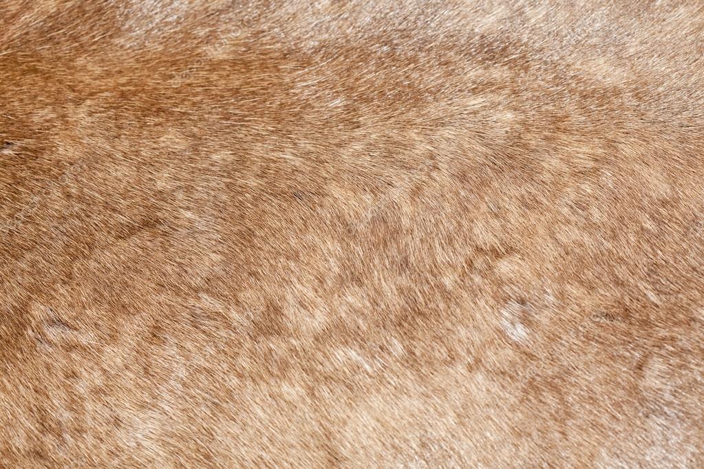 Animal Fur Texture