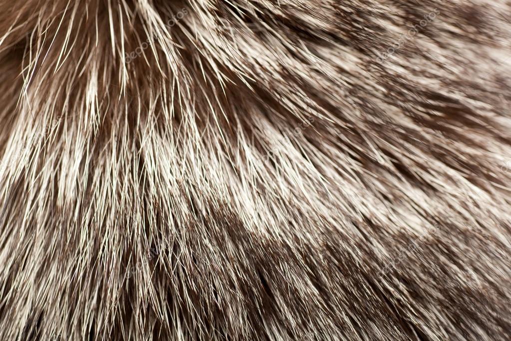 Fox Fur Texture