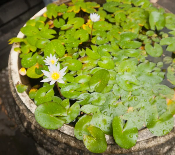 White lotus flower in a tub - Stock Image - Everypixel