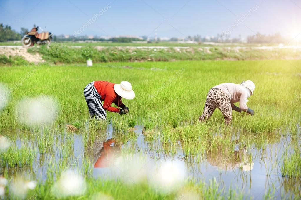 Premium Photo | Farmers are planting rice in the farm - serwer2311392 ...