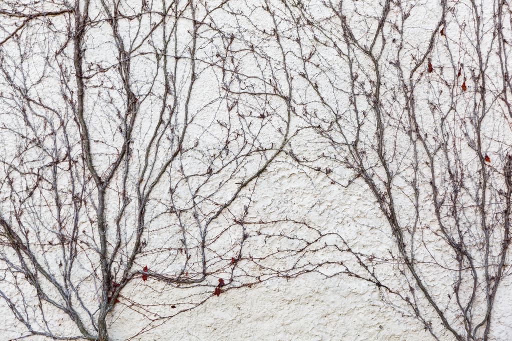 Dry Vines Cover The Wall Stock Image Of Concept 67733102 | atelier-yuwa ...