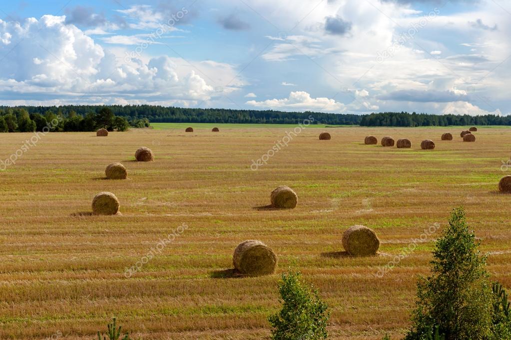 Field with hay bales Stock Photo by ©Eager08 52103009