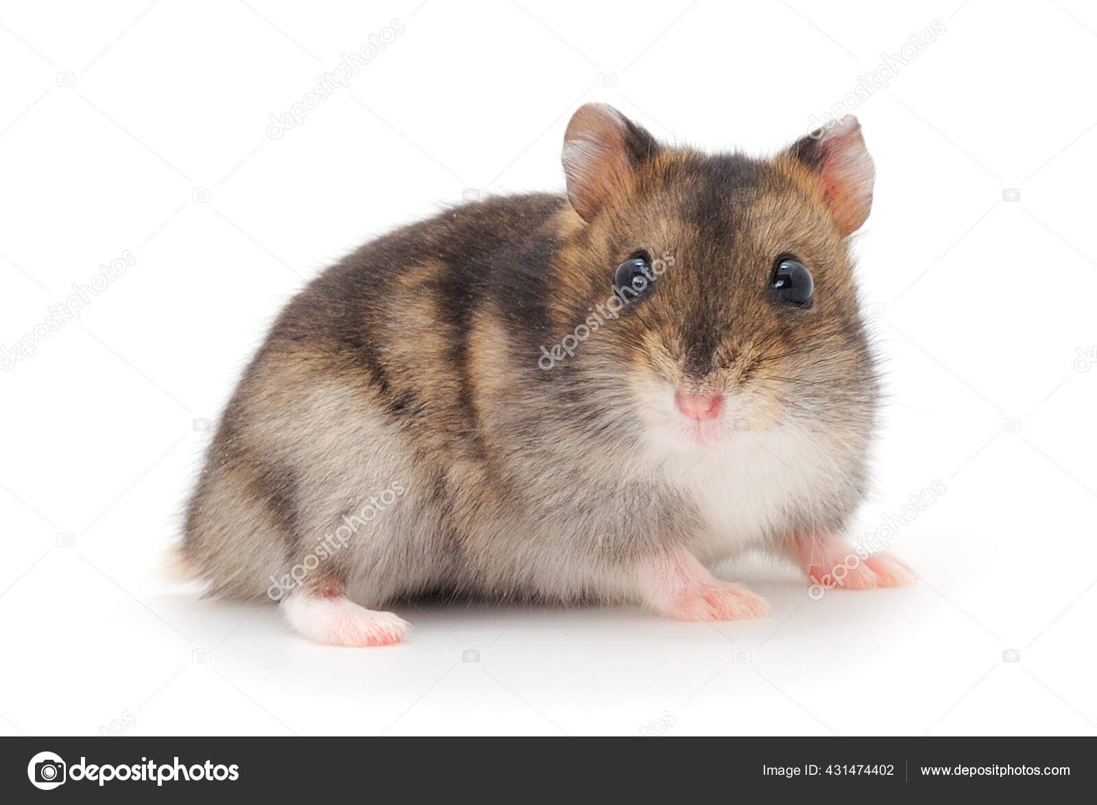 Grey And White Hamster