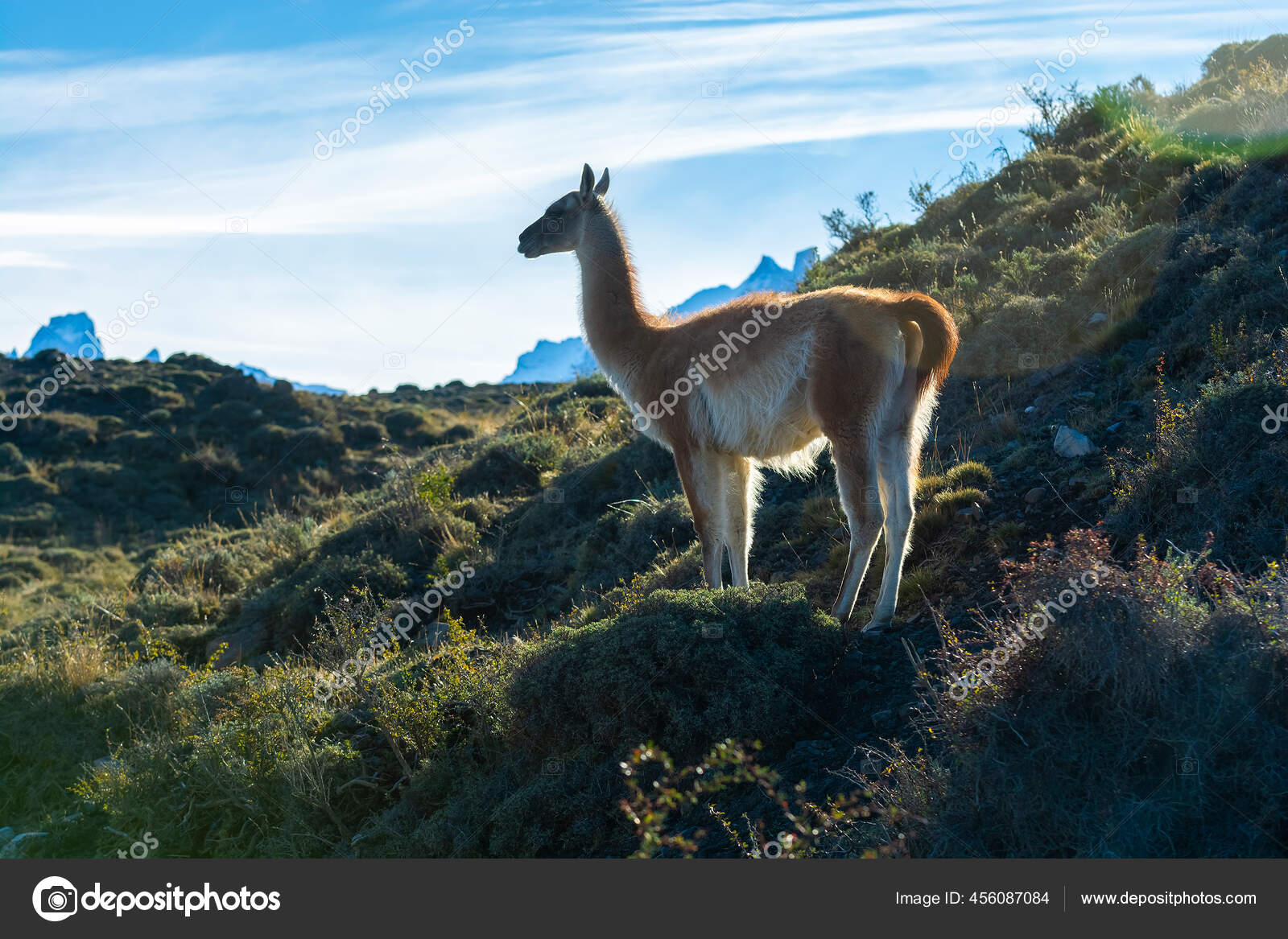 Guanacos Grazing Torres Del Paine National Park Patagonia Chil Stock ...