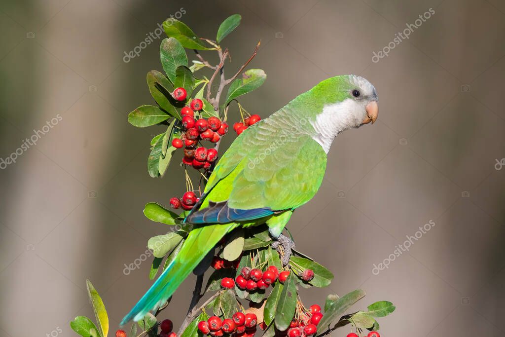Perico encaramado en un arbusto con bayas rojas, La Pampa, Patagoni 2022