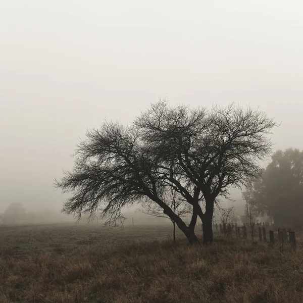 Misty kehoe fotos de stock, imágenes de Misty kehoe sin royalties ...