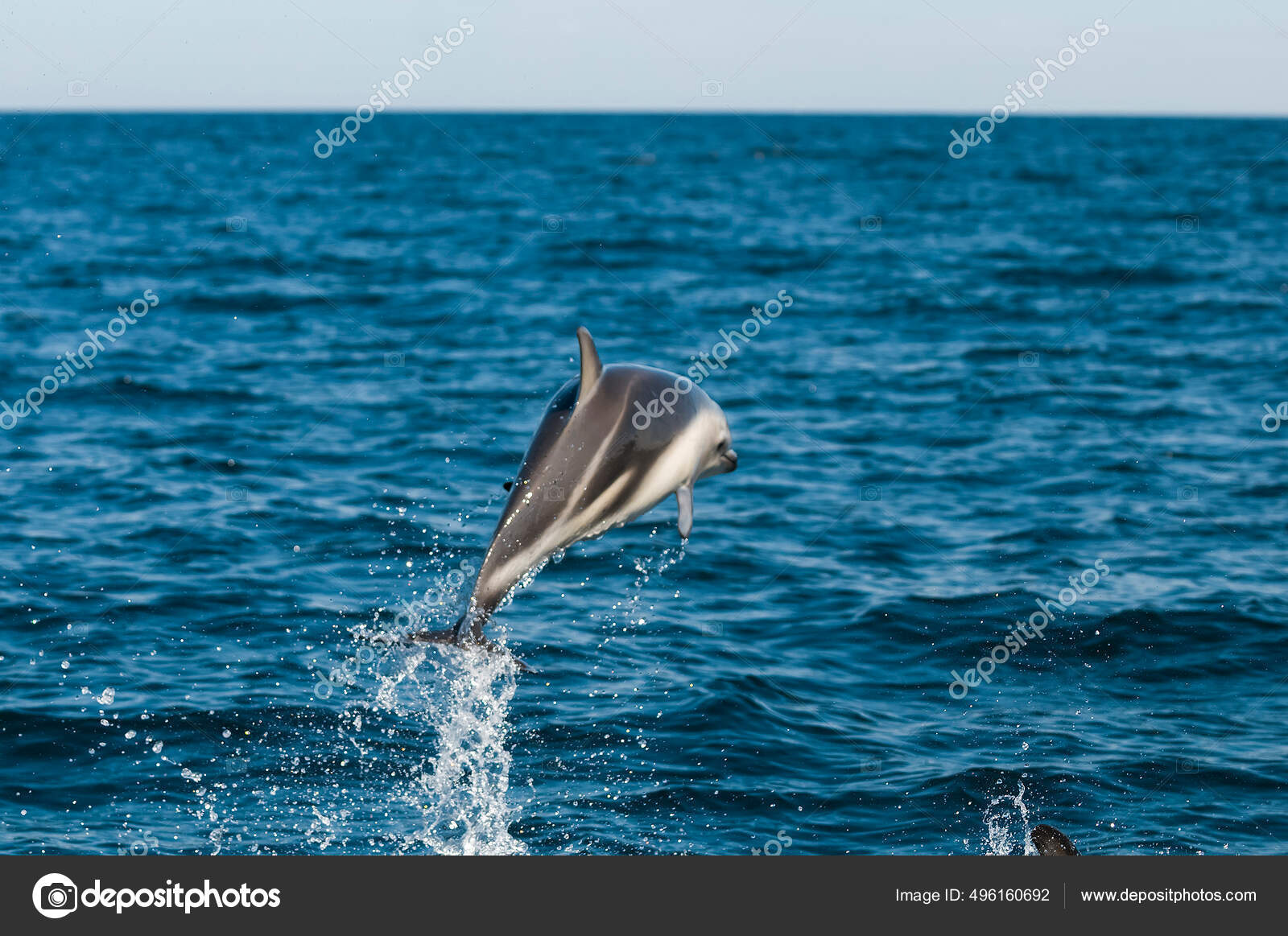Dusky Dolphin Jumping