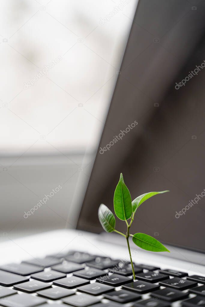 Teclado portátil con planta creciendo en él. Concepto informático verde ...