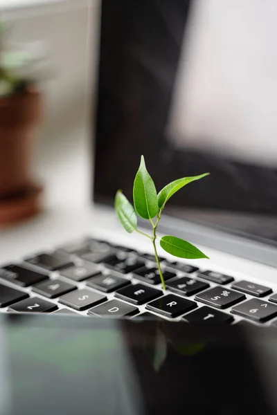 Teclado portátil con planta creciendo en él. Concepto informático verde ...