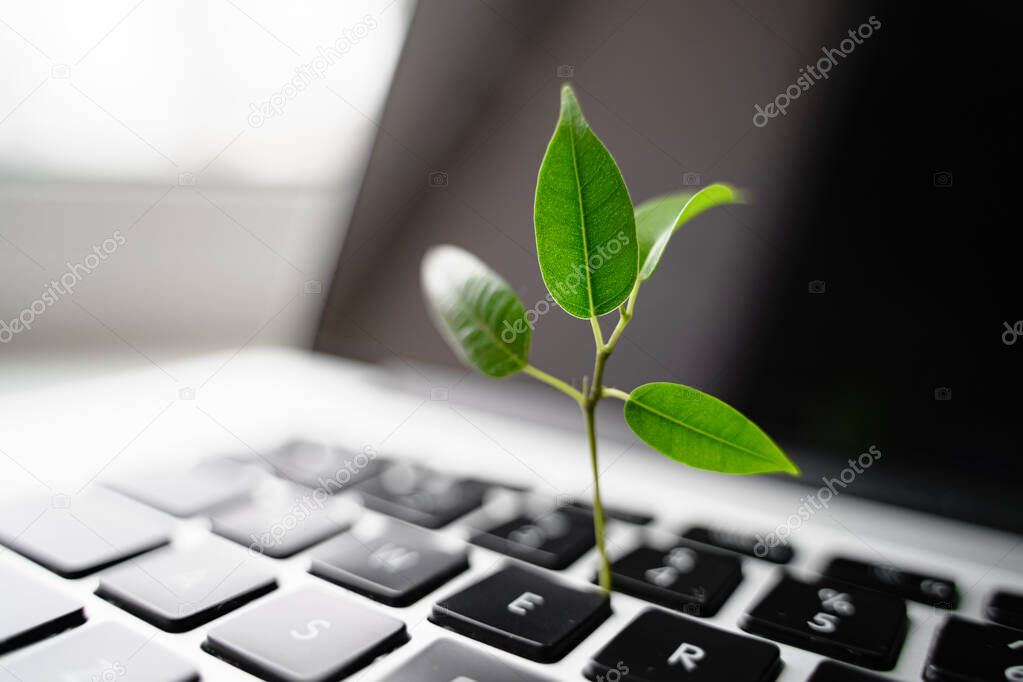 Teclado portátil con planta creciendo en él. Concepto informático verde ...