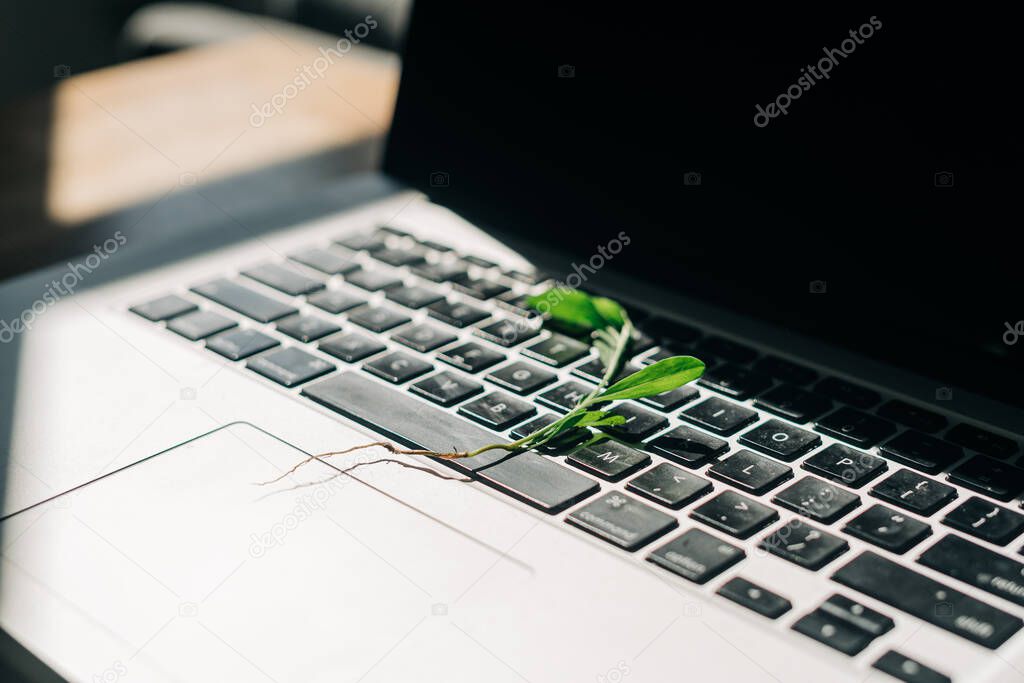 Teclado portátil con planta creciendo en él. Concepto informático verde ...