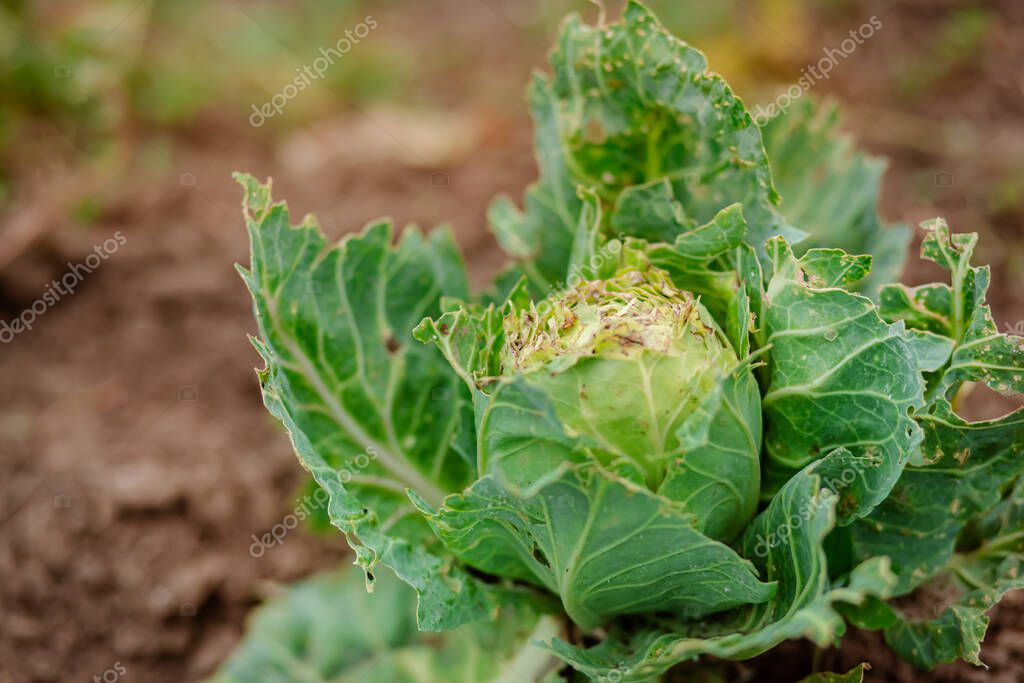 Primer plano de la col dañada por plagas. Cabeza de col y hojas de col ...