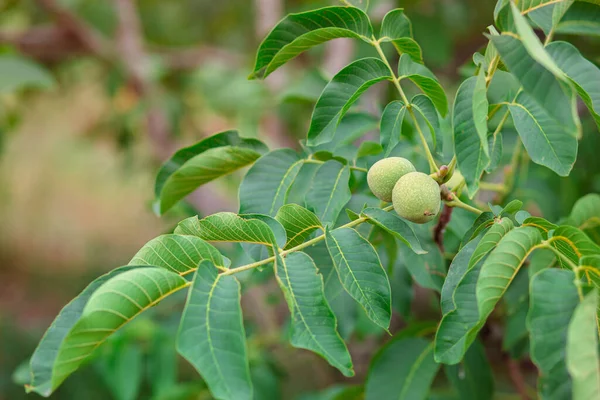 Nut Tree Branches Which Grow Young Green Nuts Growing Organic Stock ...