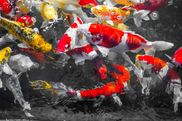 Crowded fish Stock Photos, Royalty Free Crowded fish Images | Depositphotos
