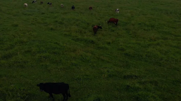 Los bovinos Stock Photos, Royalty Free Los bovinos Images | Depositphotos